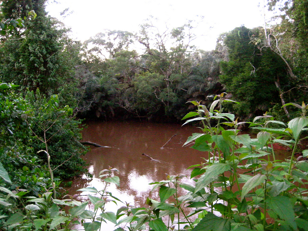 The Congo Basin Forest Partnership: Together, Shaping the World of the ...