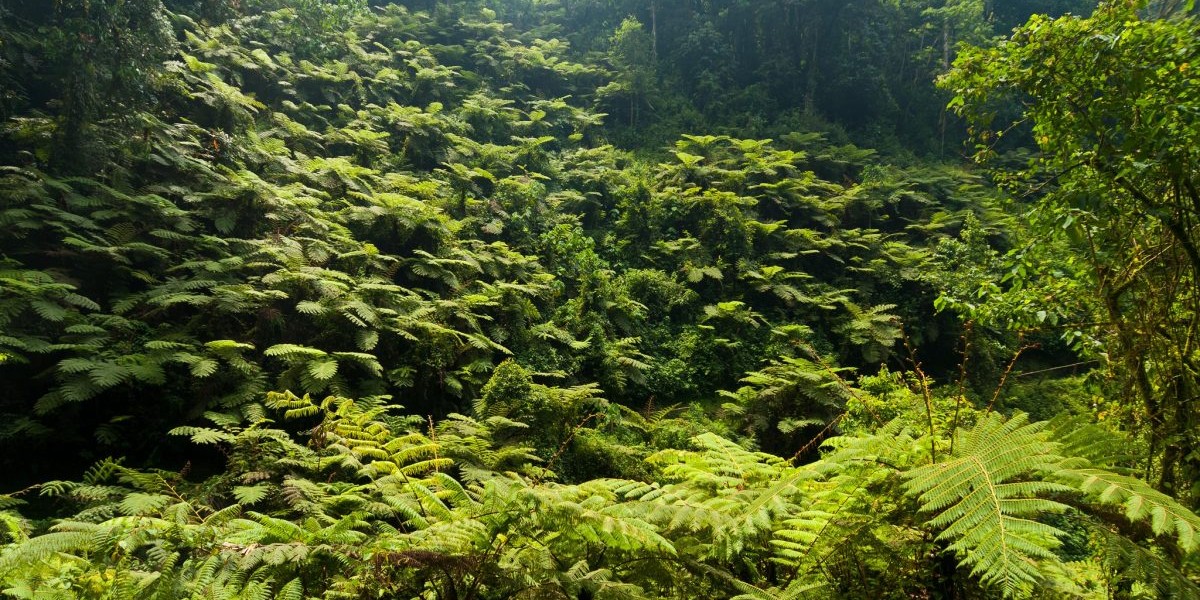 Forest Governance in the Democratic Republic of Congo | SAIIA