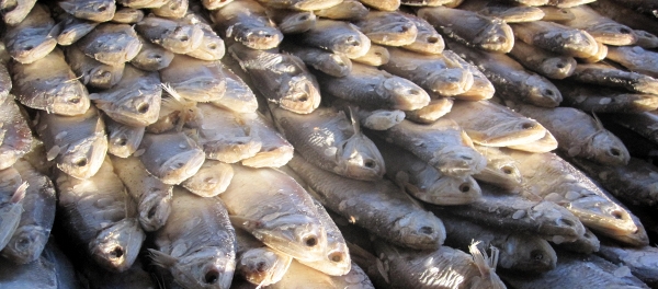Mislabelling of seafood products rife - SAIIA
