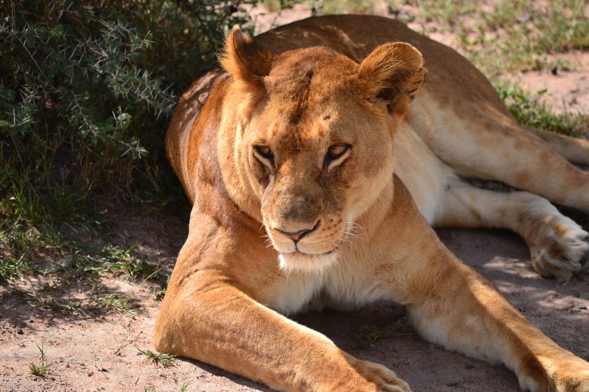 South Africa’s role in the lion bone trade: a neglected story - SAIIA