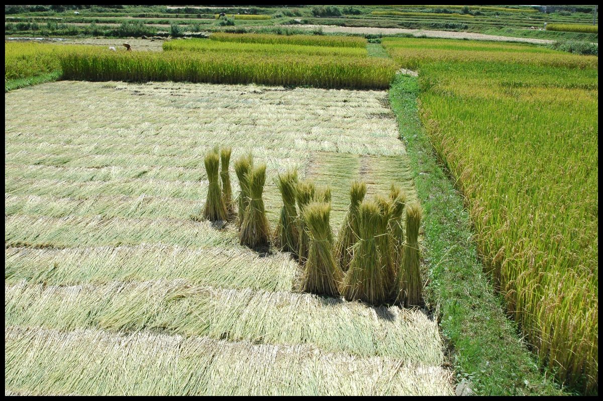 Chinese Agricultural Investment in Mozambique: The Case of The Wanbao ...