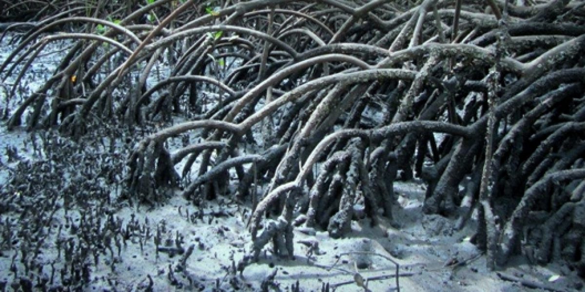Valuing Africa's Mangrove forests | SAIIA